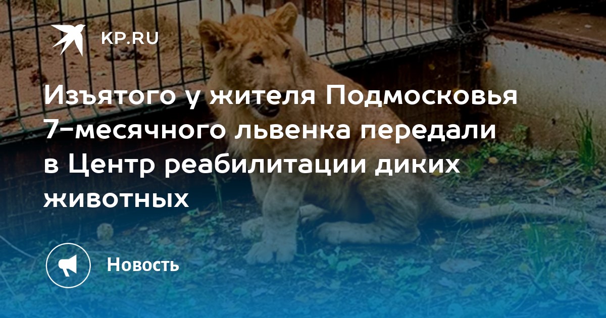 Изъятого у жителя Подмосковья 7-месячного львенка передали в Центр ...