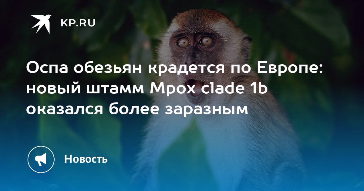 Оспа обезьян крадется по Европе: новый штамм Mpox clade 1b оказался более заразным - KP.RU